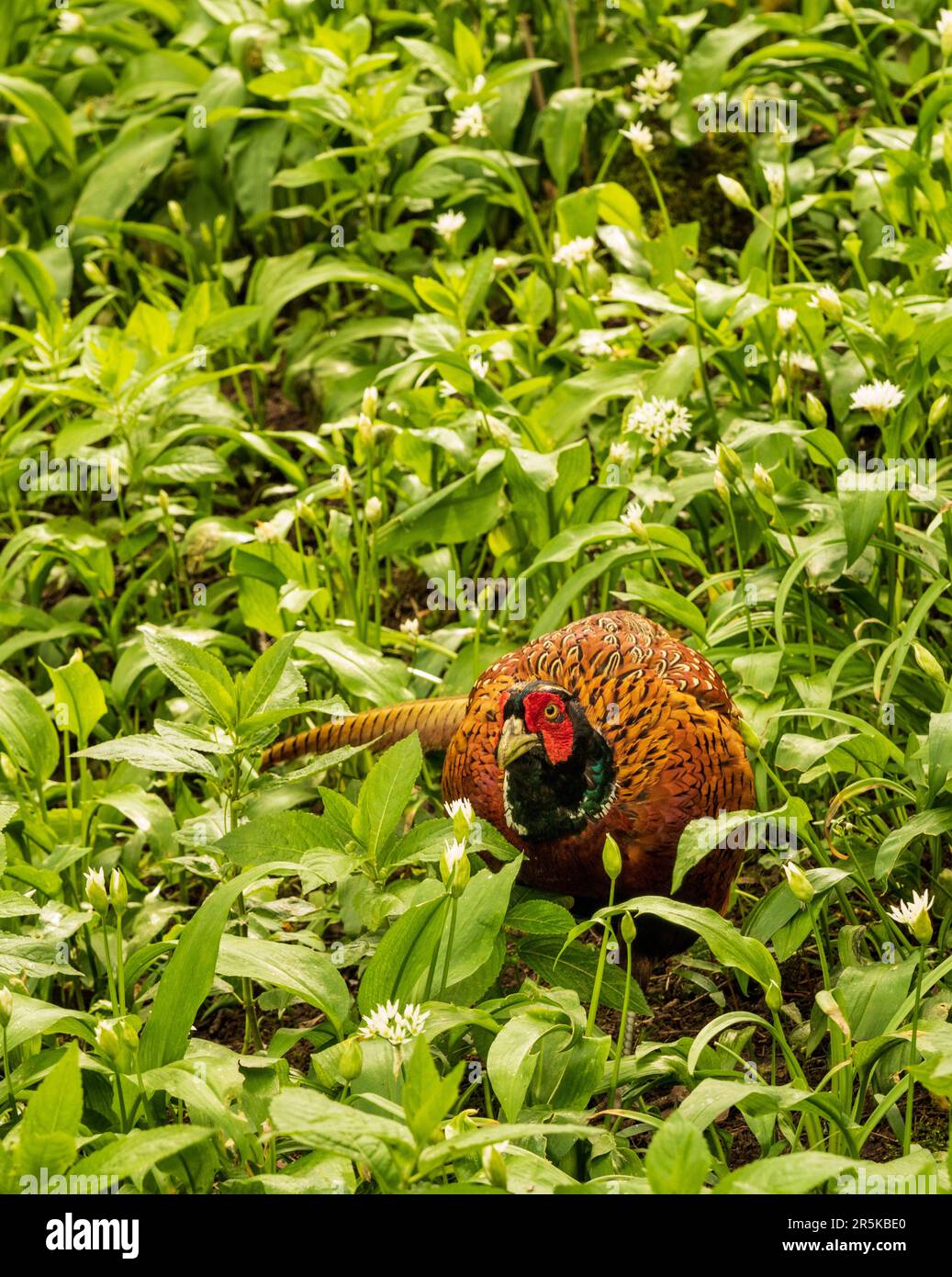 Pheasant bird among the green and white flowers of wild garlic on ...