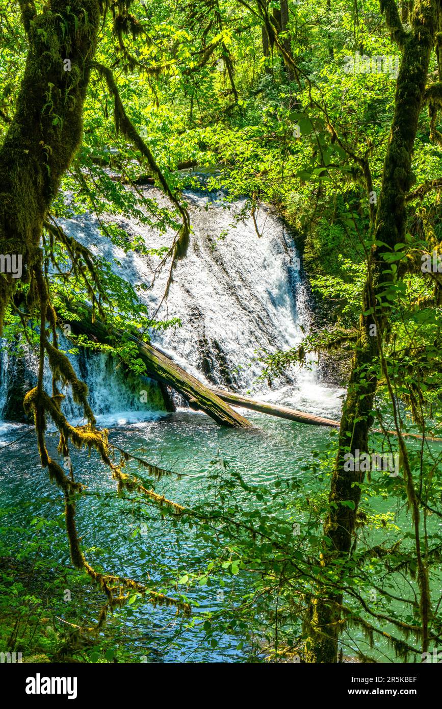 A landscape shot of Drake Falls at Silver Falls State Park in Oregon ...