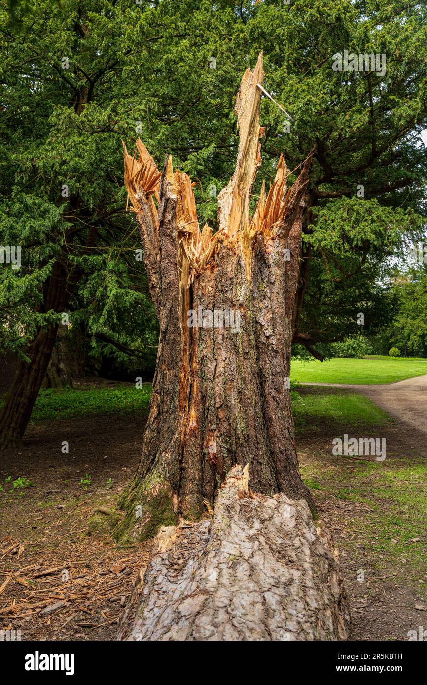 Remains of large tree split by stormy winds with trunk lying on the ...