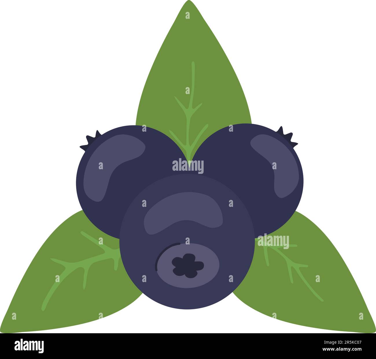 Blueberries isolated on white background. Vector illustration Stock ...