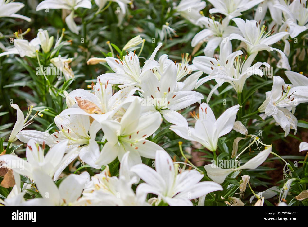 Close-up view of white Lily flower blooming in the garden Stock Photo ...