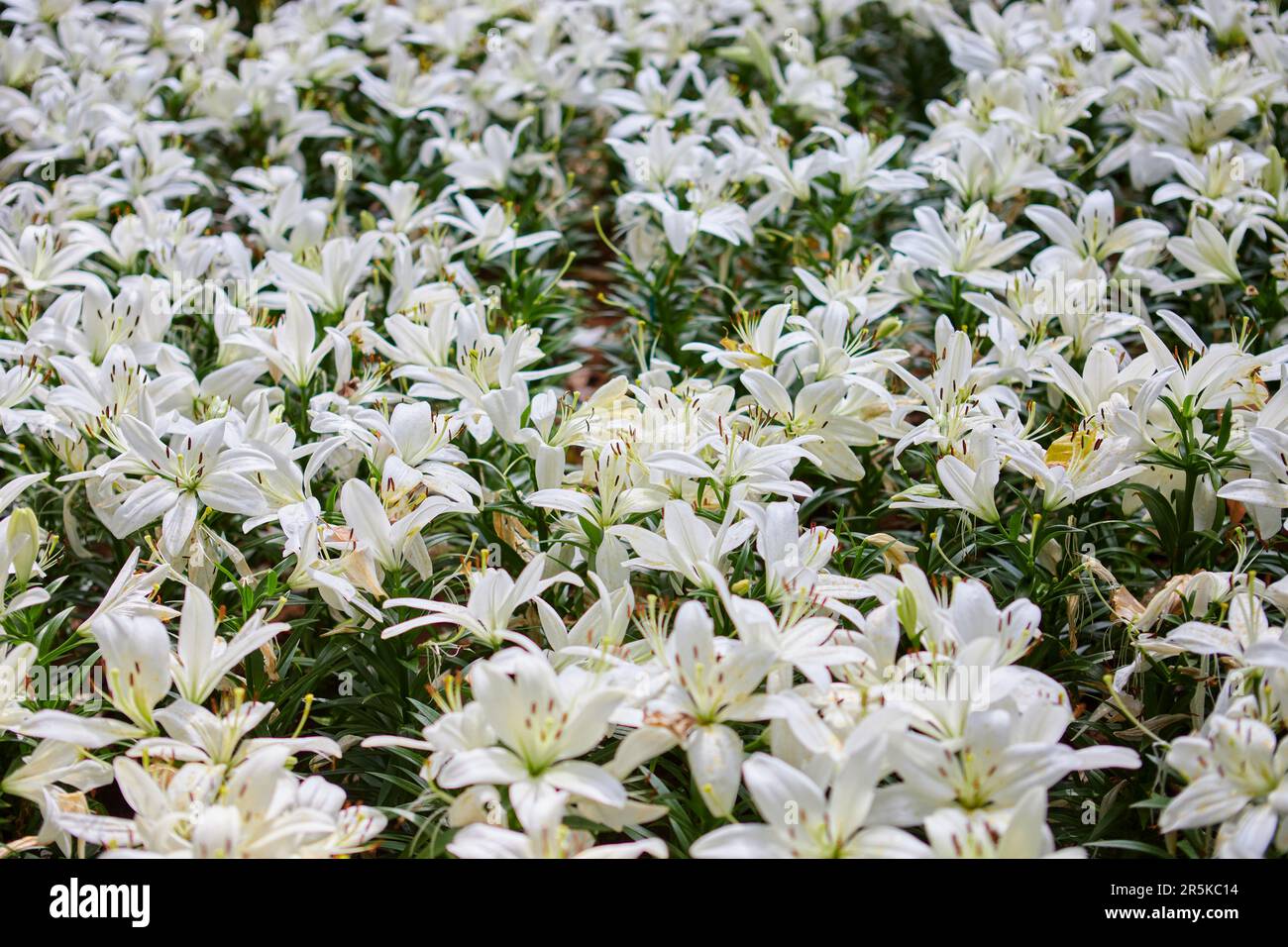 Close-up view of white Lily flower blooming in the garden Stock Photo ...