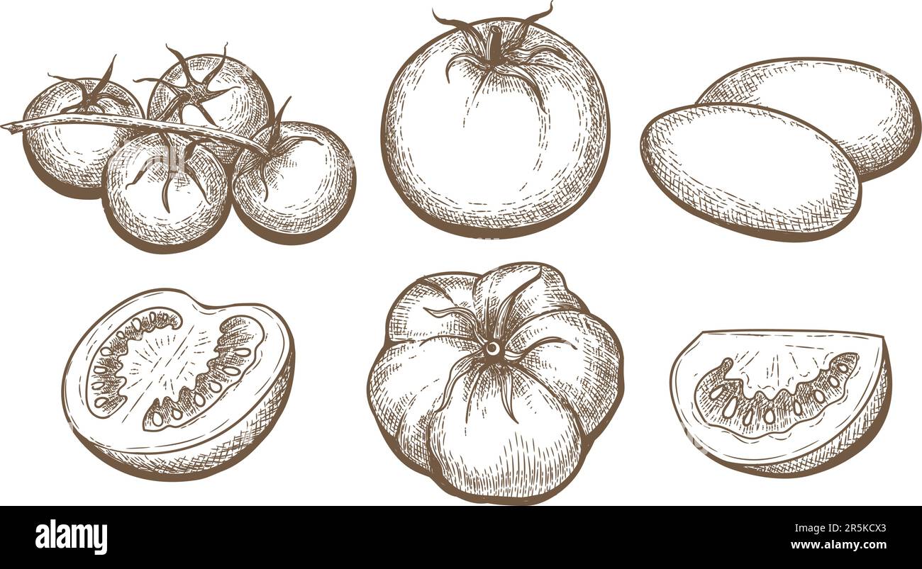 Hand drawn fresh tomato types Stock Vector Image & Art - Alamy