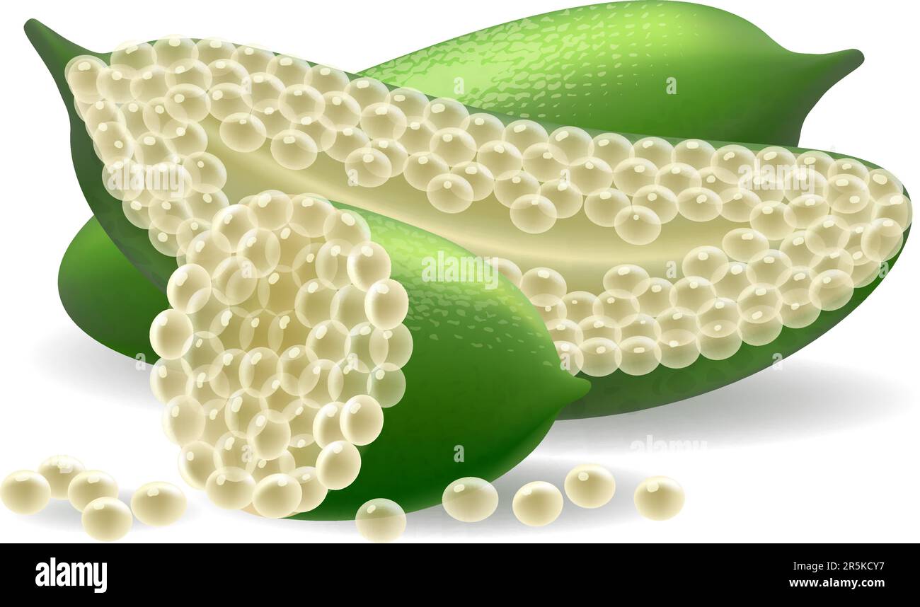 Vector illustration realistic lime Cut Out Stock Images & Pictures - Alamy