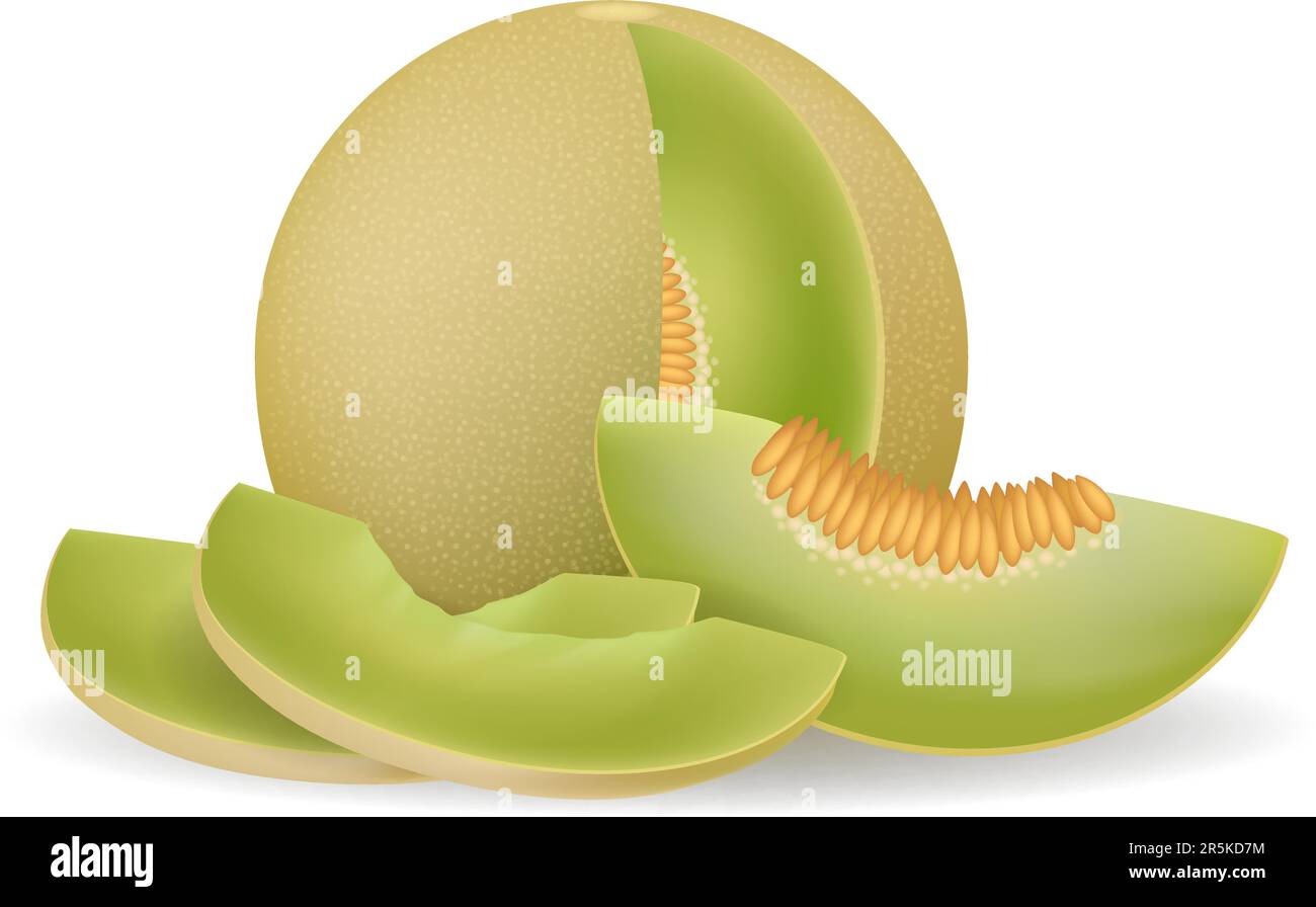 Honeydew melon realistic Stock Vector Image & Art - Alamy
