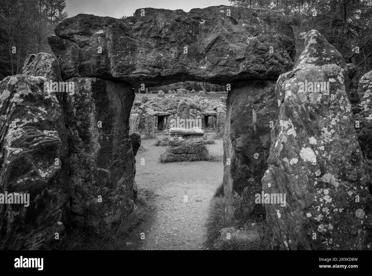 Victorian folly of Druids Plantation with standing stones created in ...
