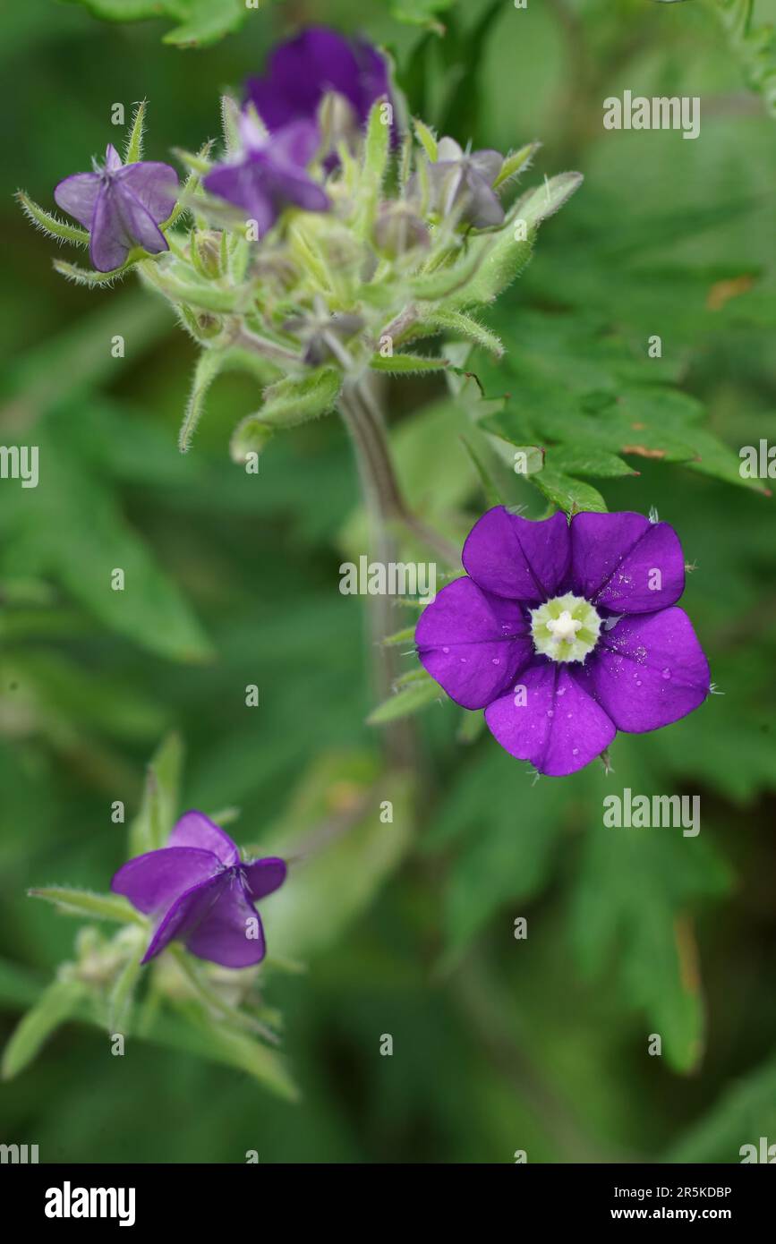 Natural close up on the colorful brilliant purple flower of the annual ...