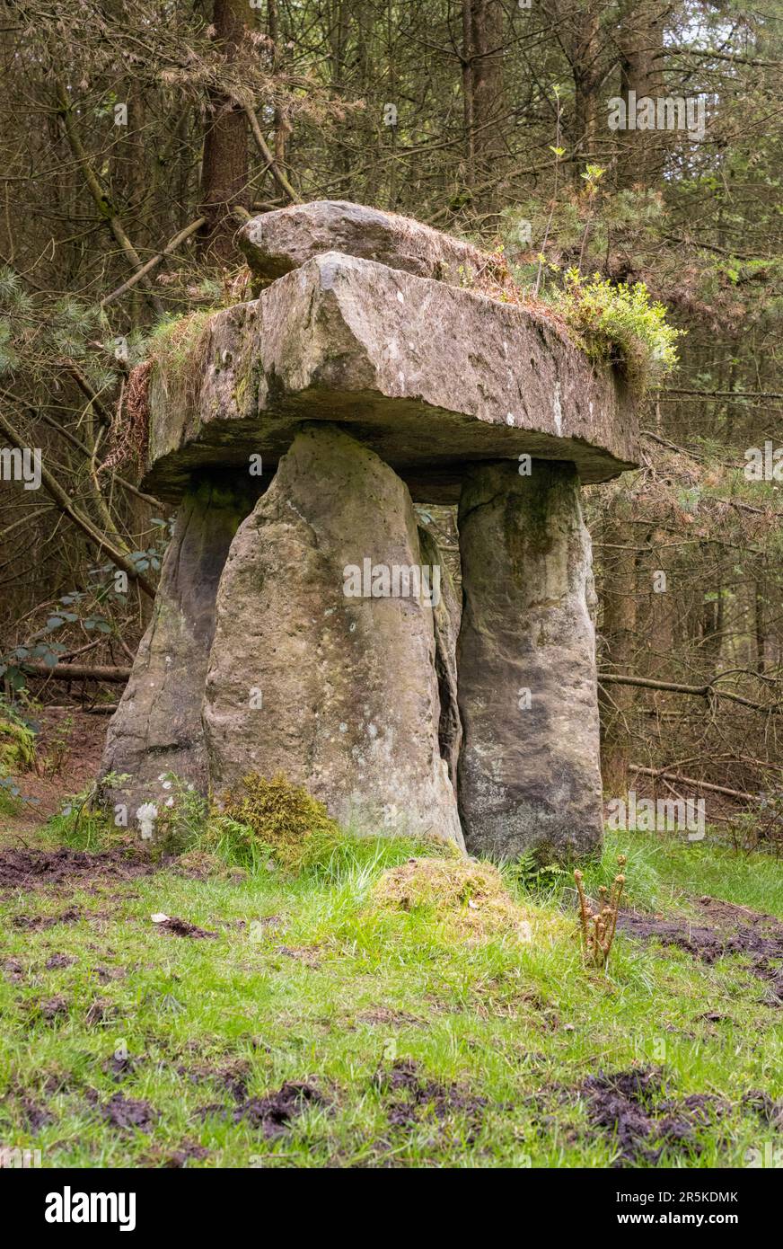 Victorian folly of Druids Plantation with standing stones created in ...