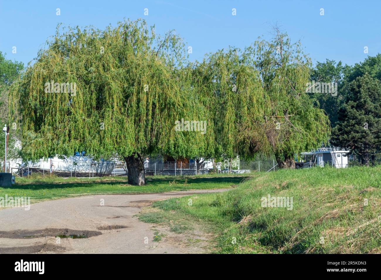 Two weeping willow trees hi-res stock photography and images - Alamy