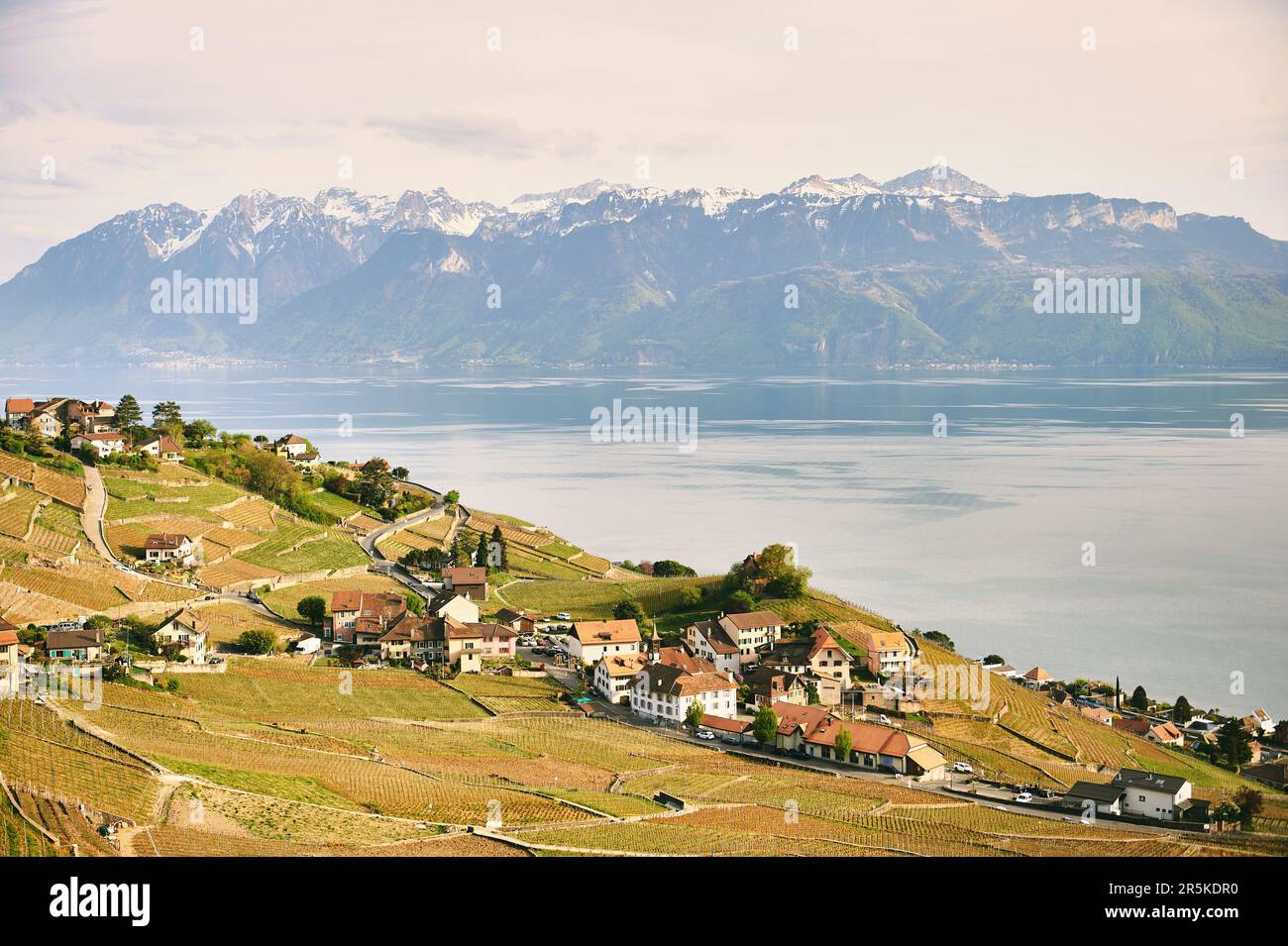 Vineyard terraces at Lake Geneva in spring, Lavaux, Vaud, Switzerland ...
