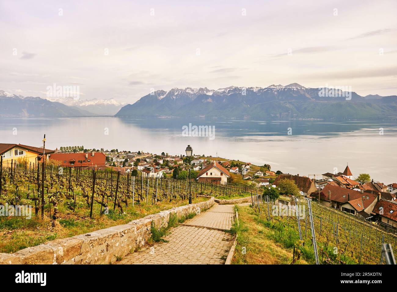 Vineyard terraces at Lake Geneva in spring, Lavaux, Vaud, Switzerland ...