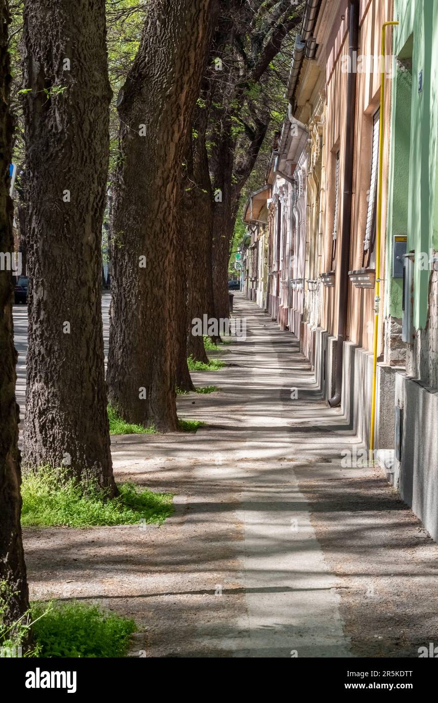 Tree line in street on left Stock Photo - Alamy