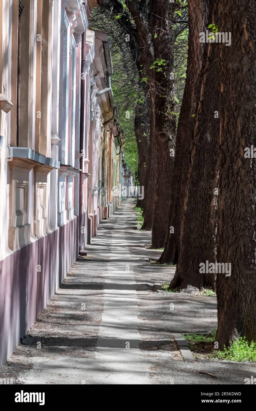 Tree line in street on right Stock Photo - Alamy