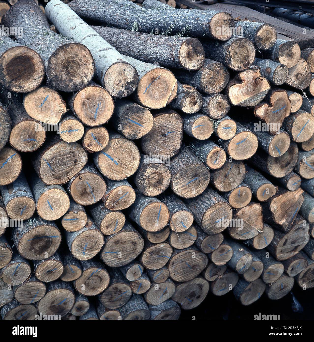 Lumber trade, wood industry, Tigre port, Buenos Aires province ...