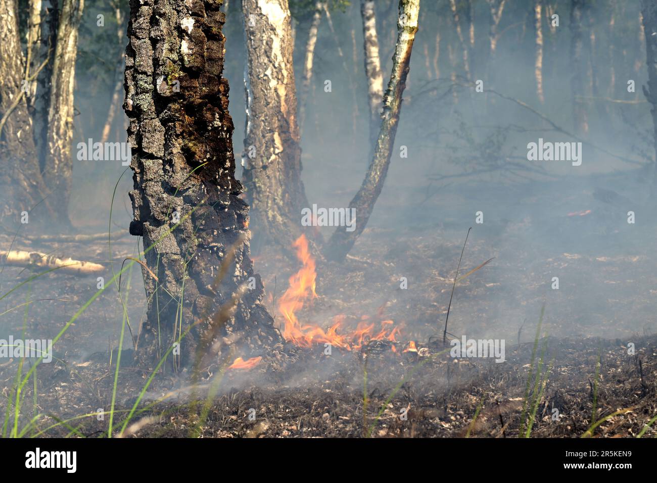 04 June 2023, Brandenburg, Jüterbog: Burning forest near Jüterbog. The ...