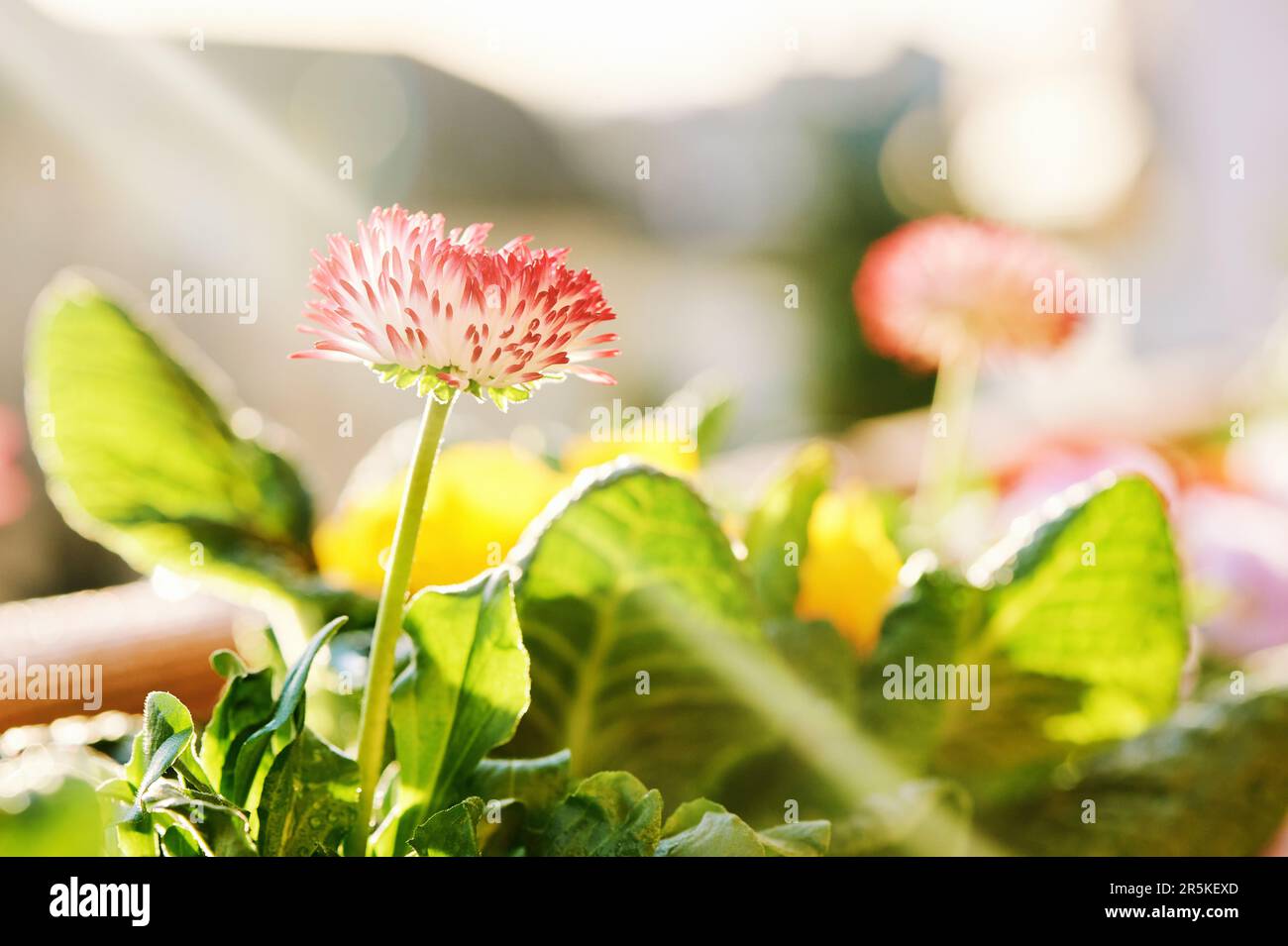 Close up image of red and white daisy flowers growing in a pot, nature ...