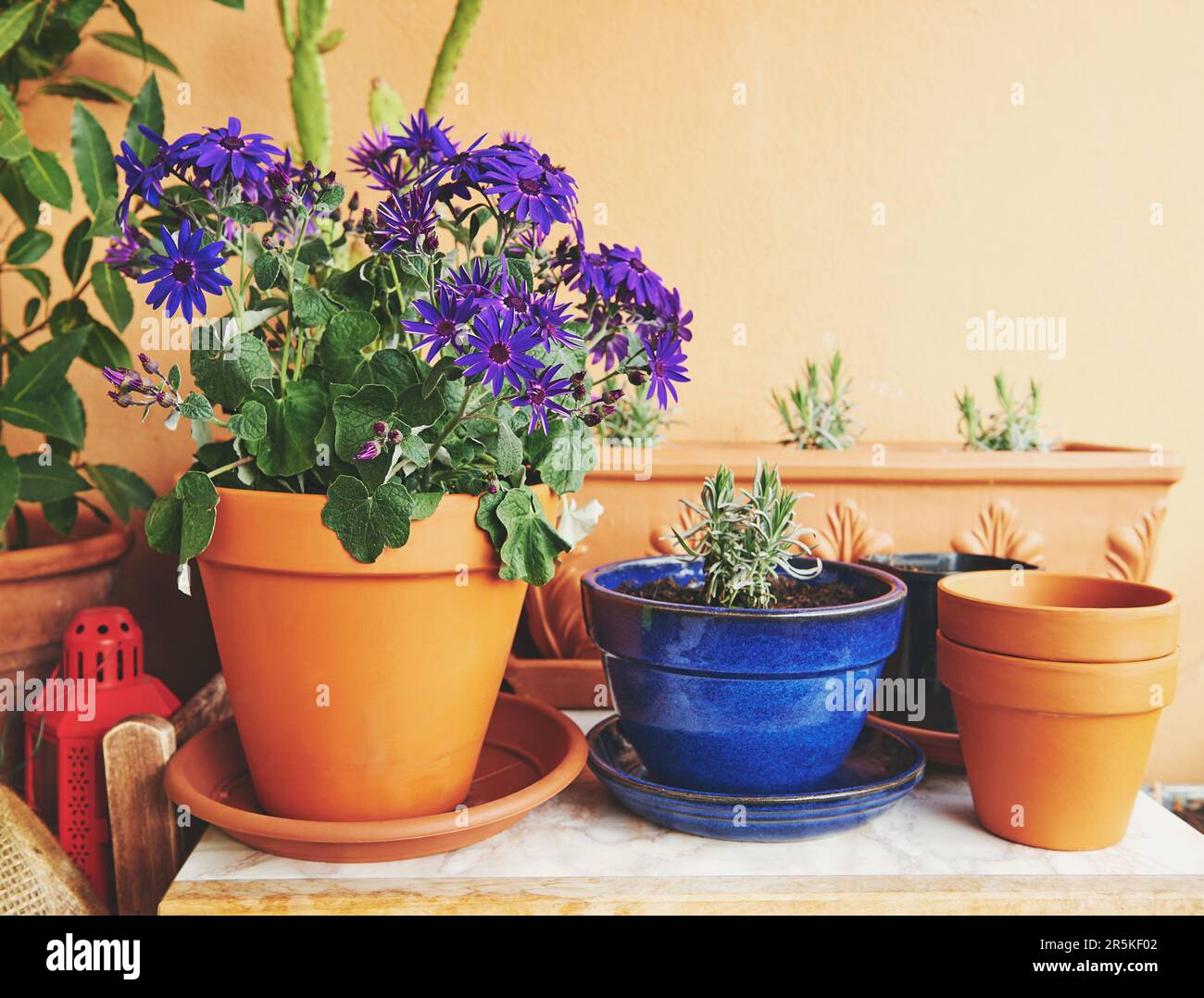 Purple Senetti Pericallis flower growing in a pot on balcony Stock ...