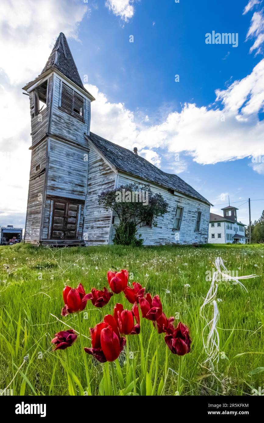 Tulips with Flora Methodist Church, long abandoned, in the ghost town of Flora, Oregon, USA [No ...