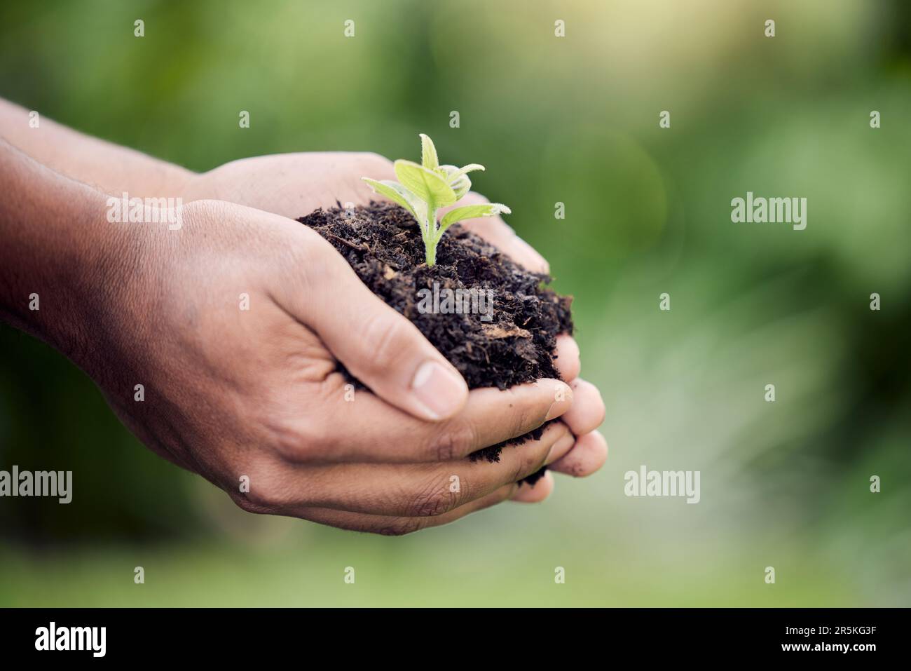 Hands, plant and growth in soil for earth, environment or closeup on gardening care or working ...