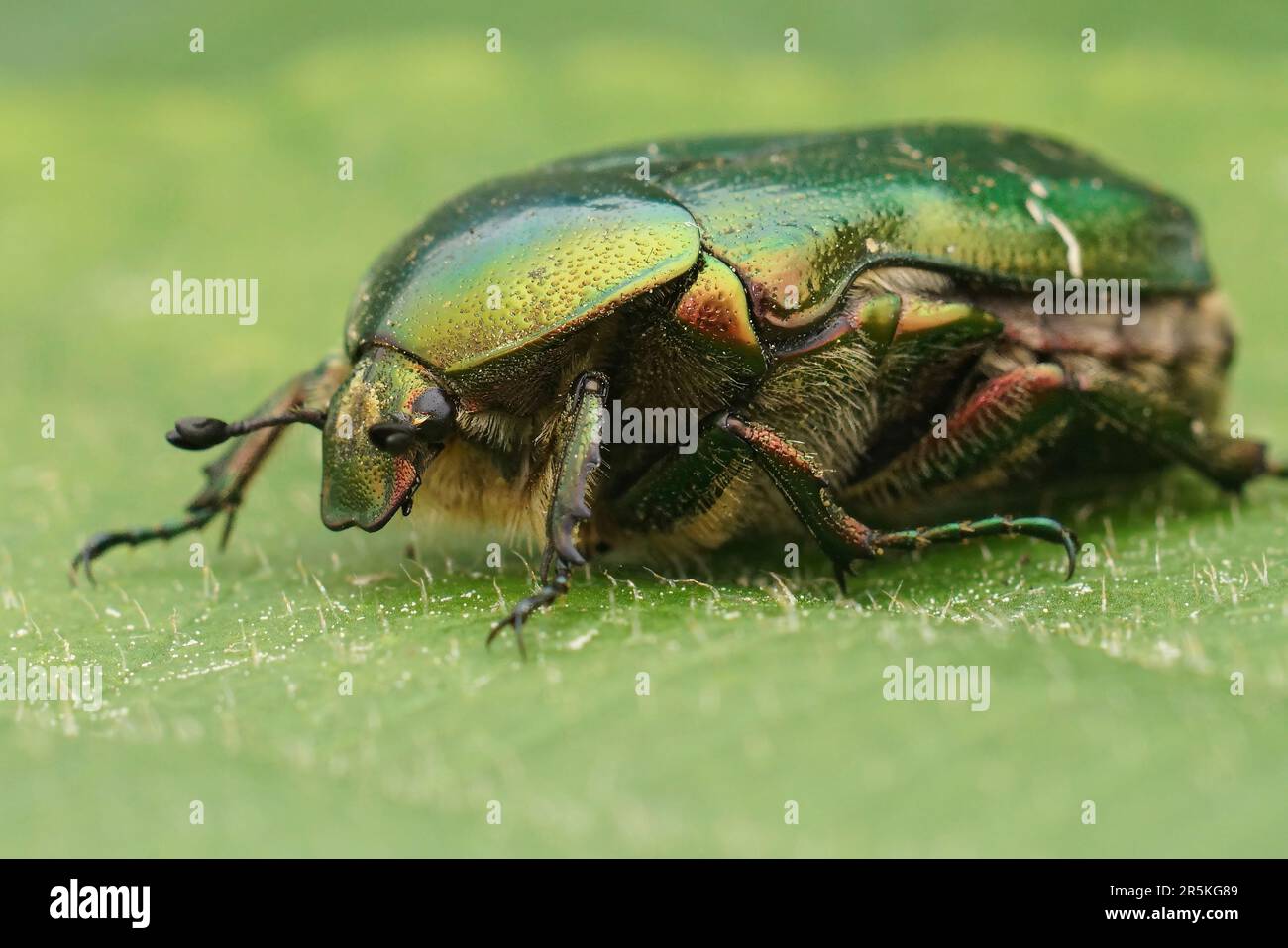 Natural closeup on a colorful green metallic rose chafer beetle ...