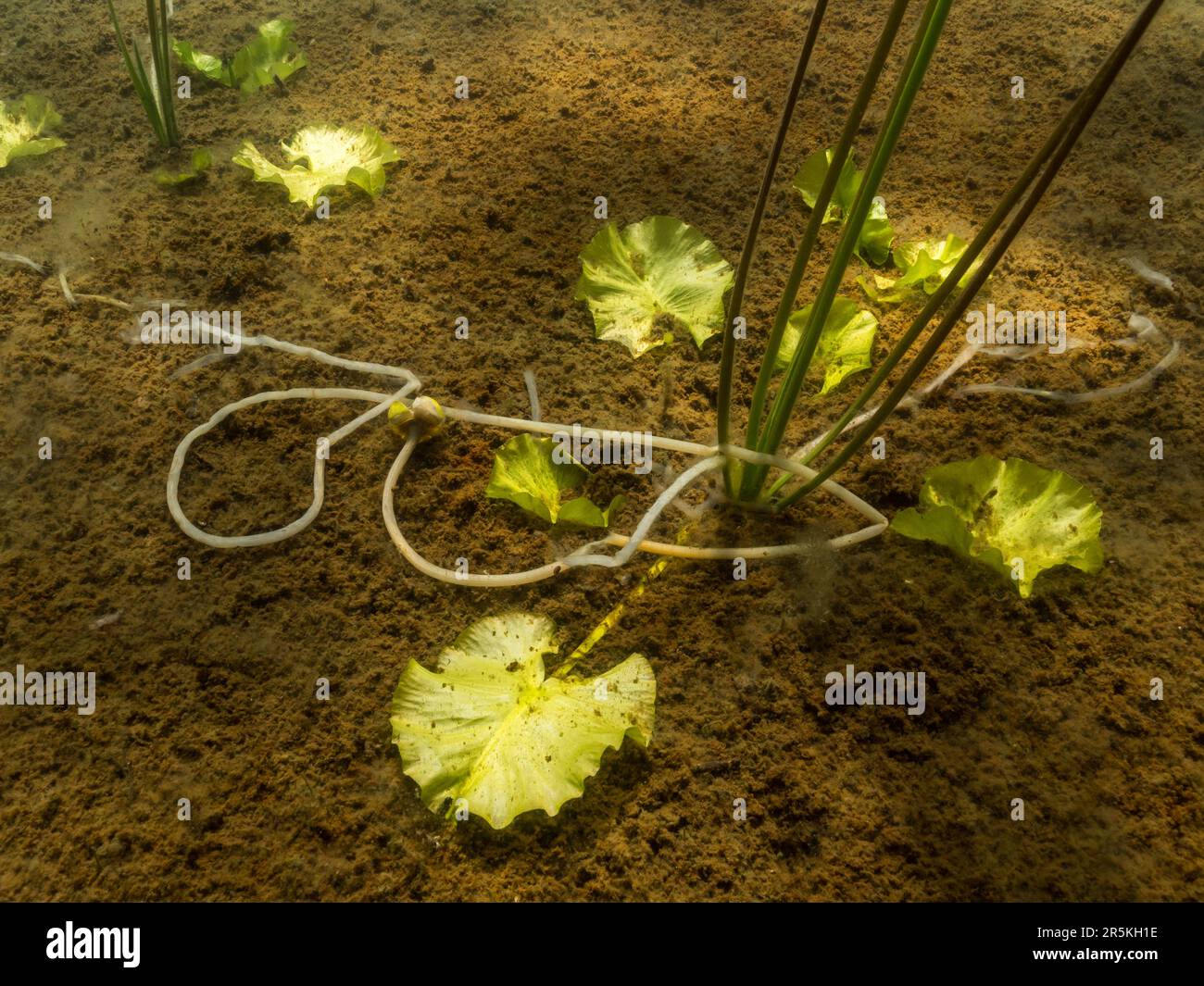 Withered stems of water lily fallen on lake bottom Stock Photo - Alamy