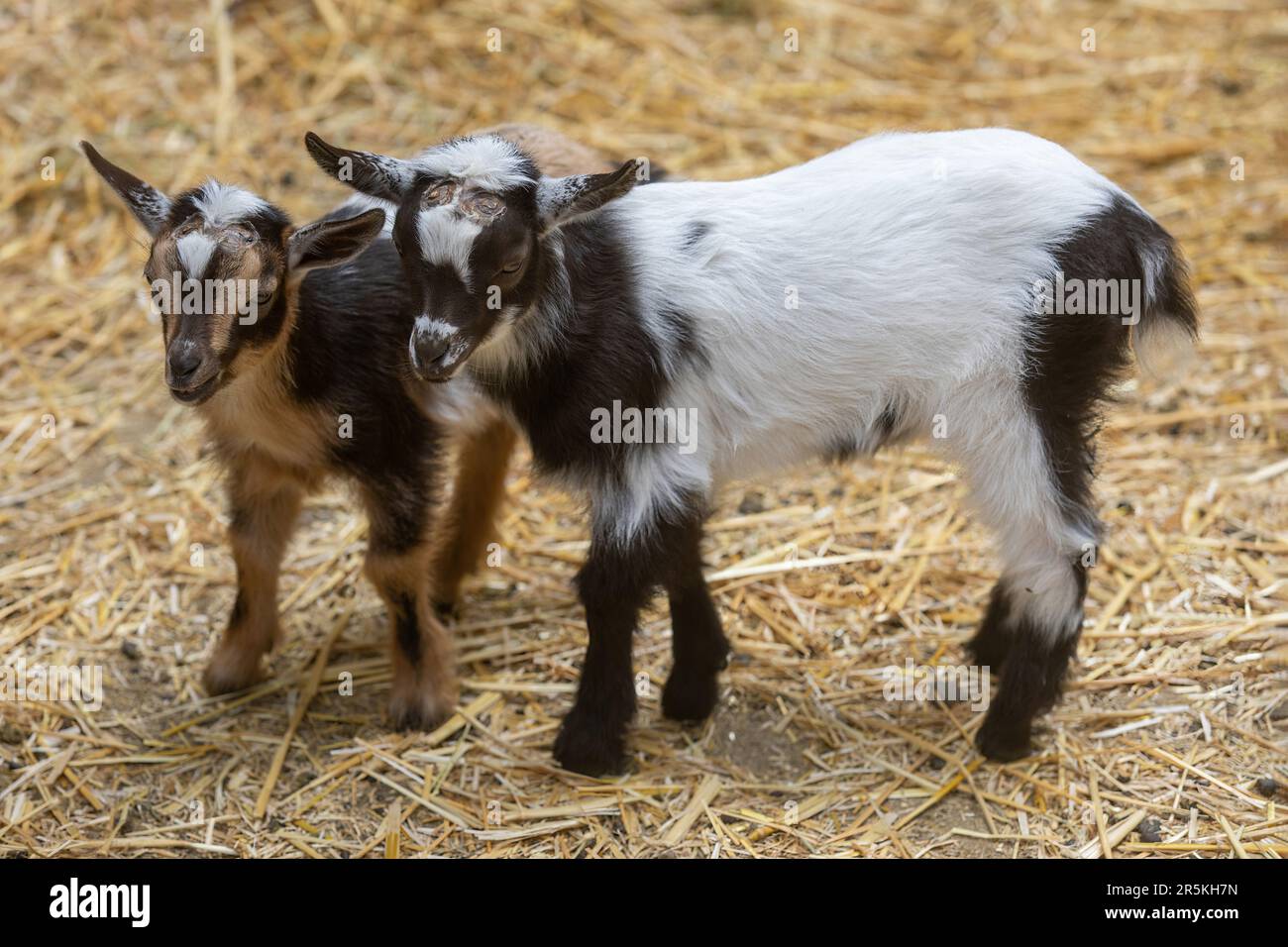 A Pair of Goat Kids Standing in an Animal Pen Stock Photo - Alamy