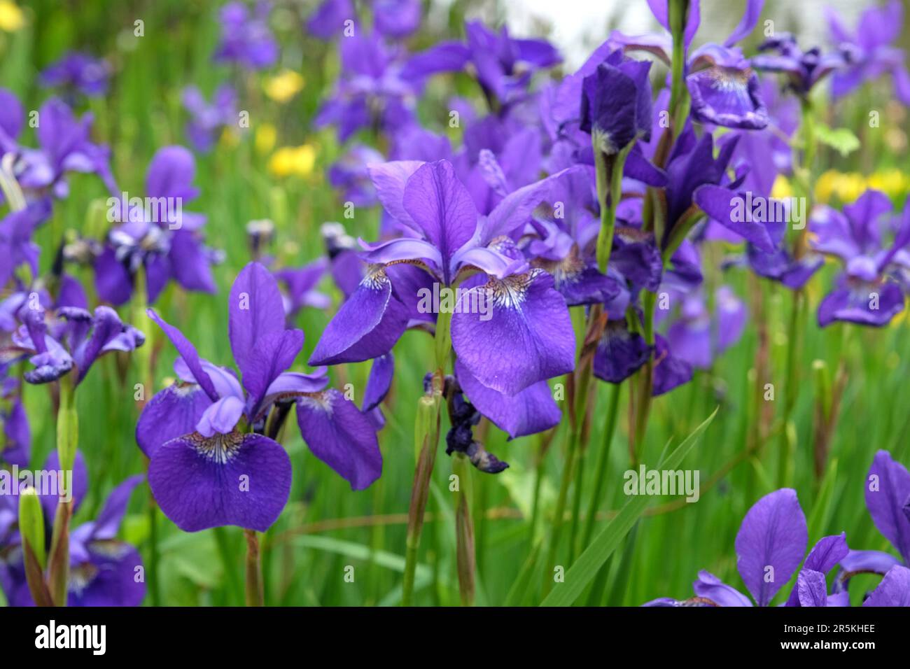 Iris sibirica 'Caesar's Brother' in flower Stock Photo - Alamy