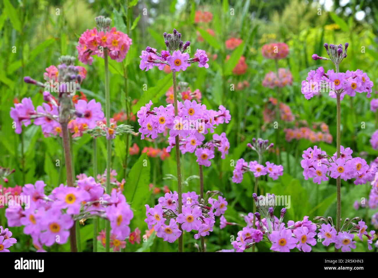 Purple Primula pulverulenta 'mealy primrose' in flower Stock Photo - Alamy