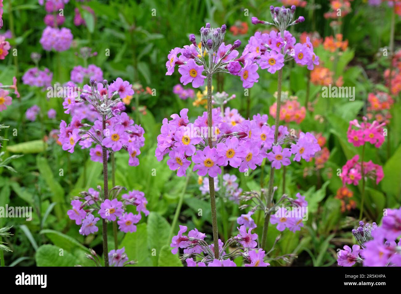 Purple Primula pulverulenta 'mealy primrose' in flower Stock Photo - Alamy