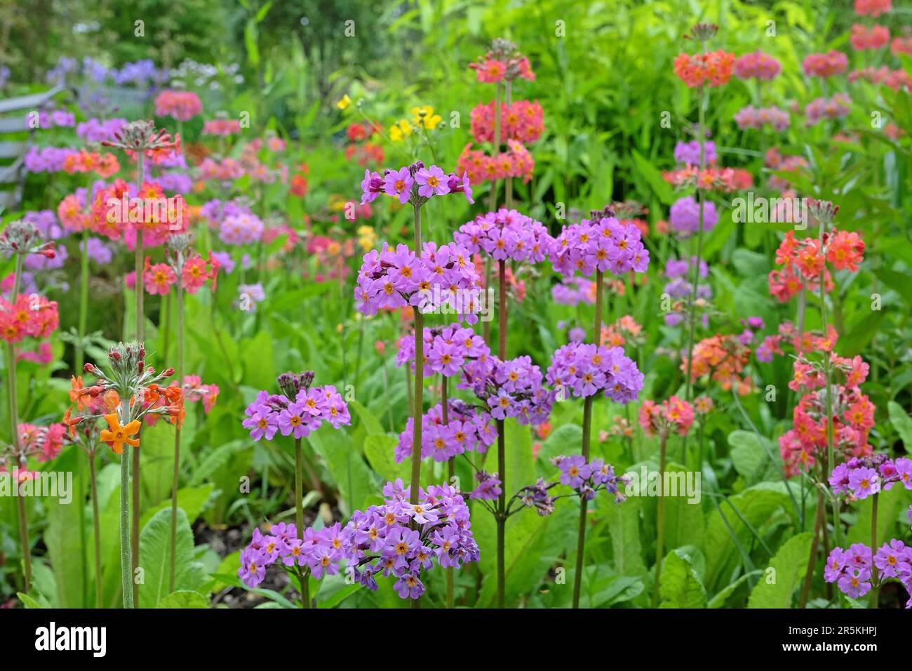 Lilac primrose petals hi-res stock photography and images - Alamy