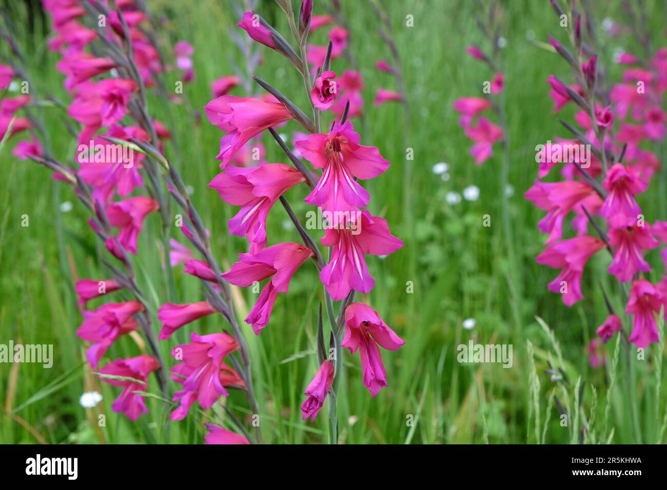Common corn flag in flower Stock Photo - Alamy