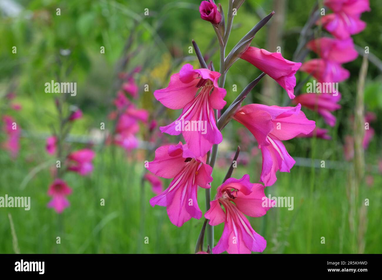 Corn flag hi-res stock photography and images - Alamy