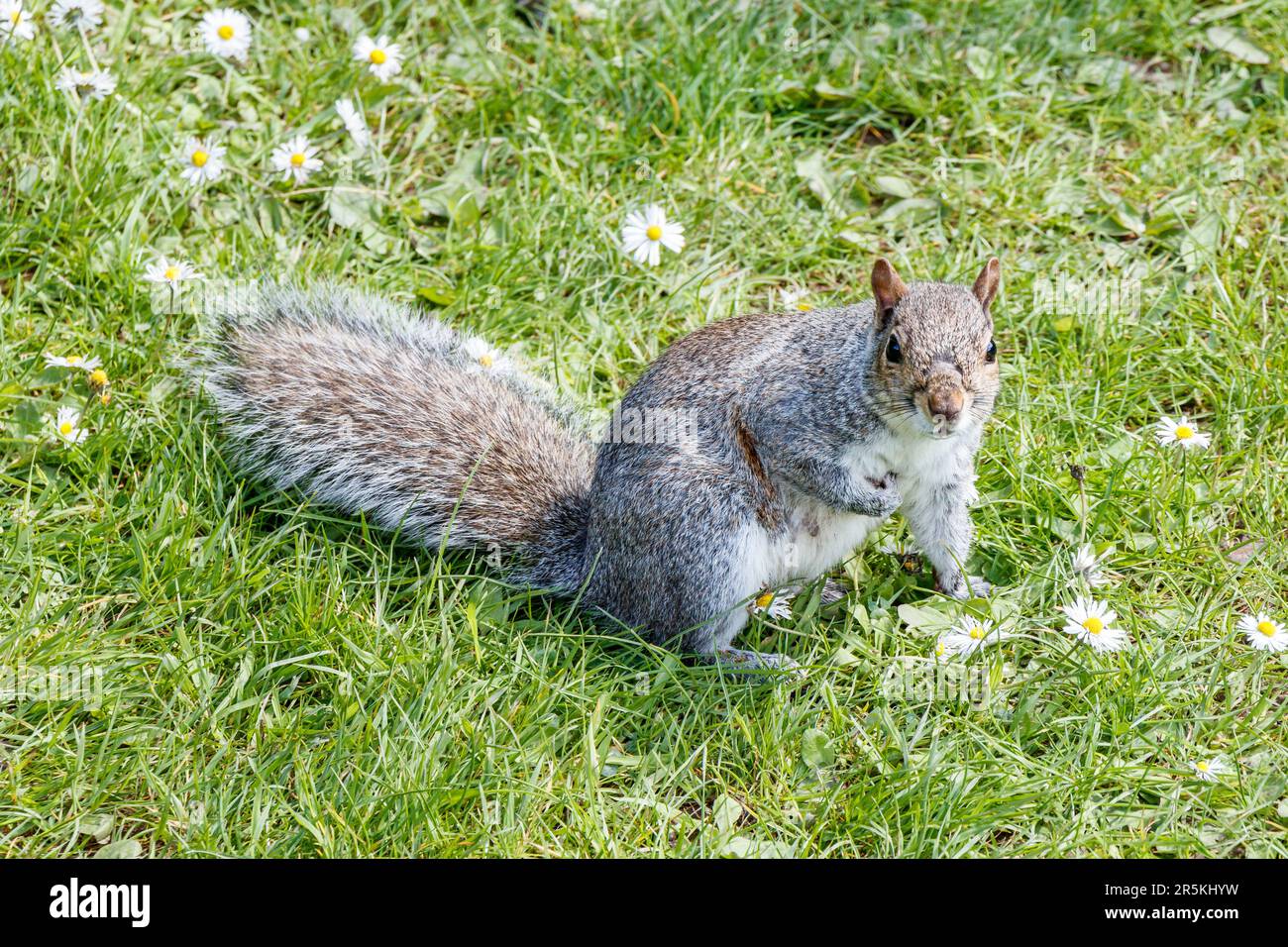 Eastern grey squirrel (Sciurus Carolinensis) foraging for food in the ...