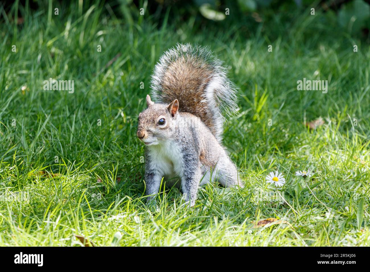 Eastern grey squirrel (Sciurus Carolinensis) foraging for food in the ...