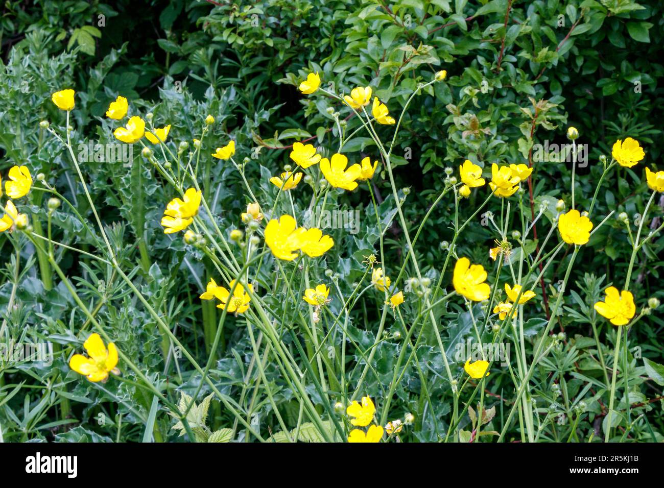 Meadow buttercups (Ranunculus Acris) and thistles in a rural hedgerow ...