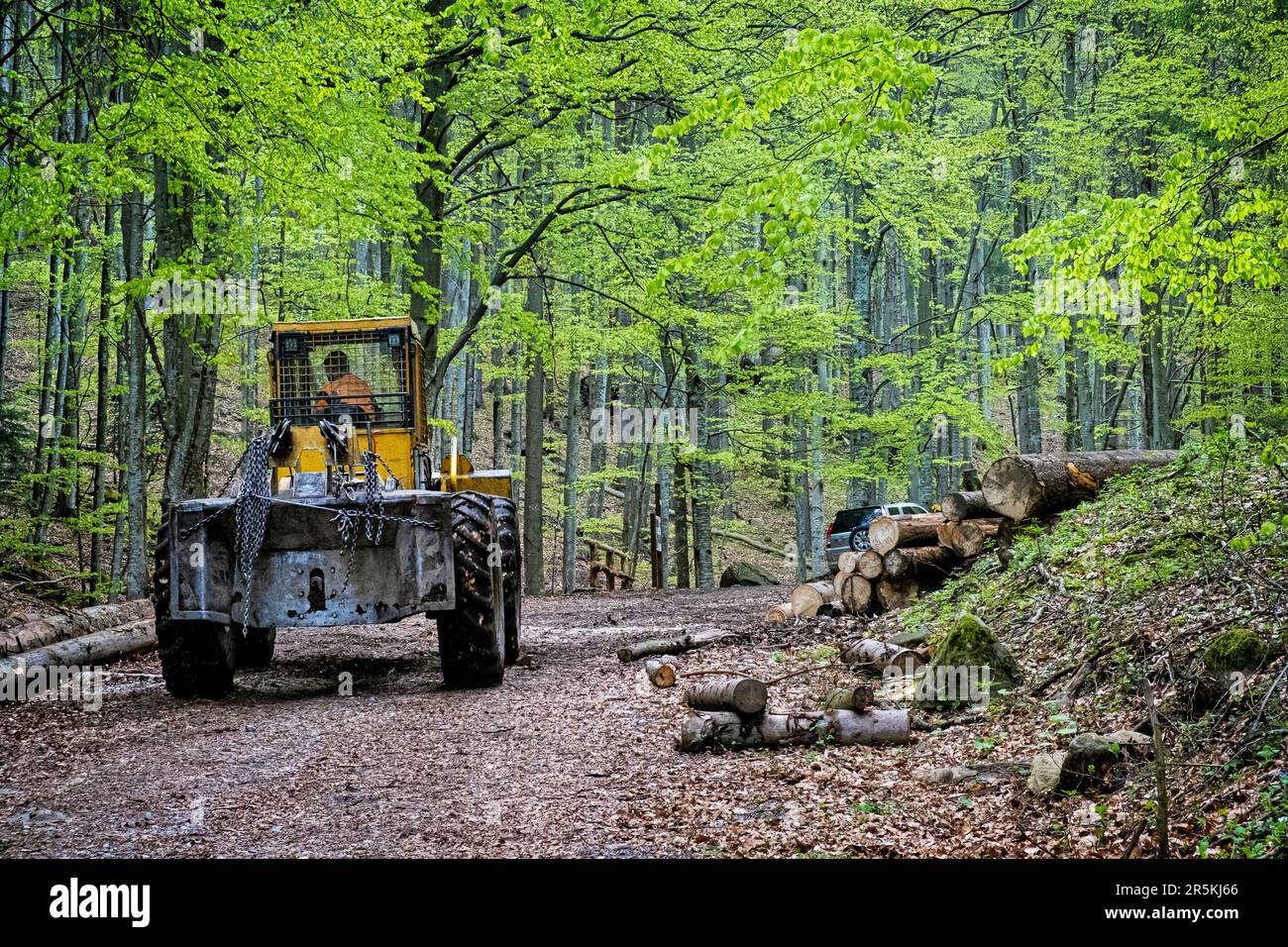Tree logging in Polana mountains, Slovak republic. Deforestation theme ...