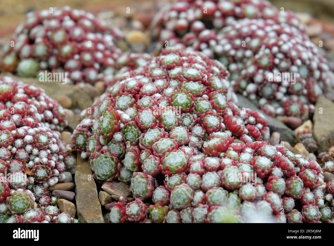 Mound forming hi-res stock photography and images - Alamy