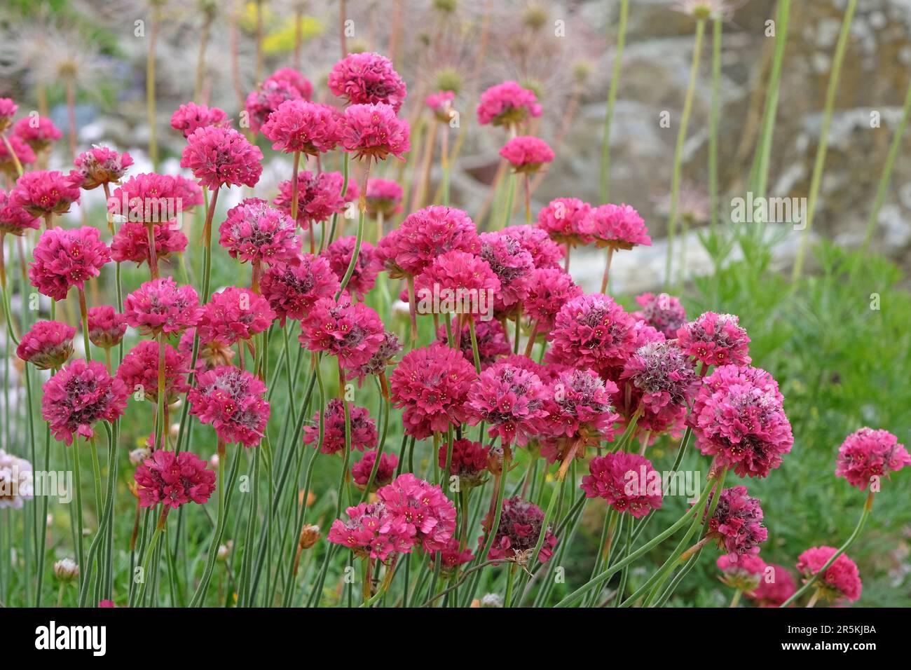 Ladyos cushion hi-res stock photography and images - Alamy
