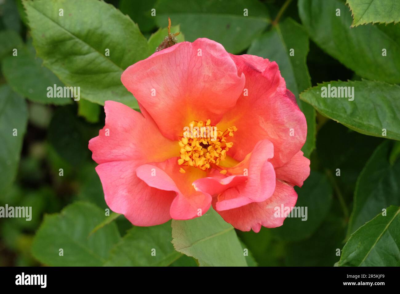 Rosa morning mist hi-res stock photography and images - Alamy