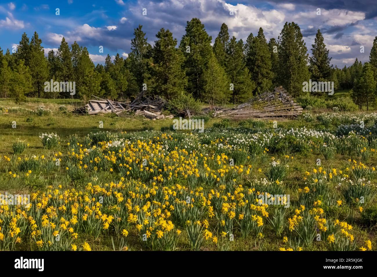 Fallen building and spreading Narcissus and Daffodil flowers in Flora, Oregon, USA [No property ...