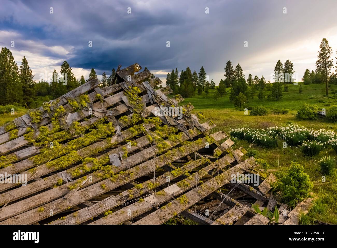 Fallen building and spreading Narcissus and Daffodil flowers in Flora ...