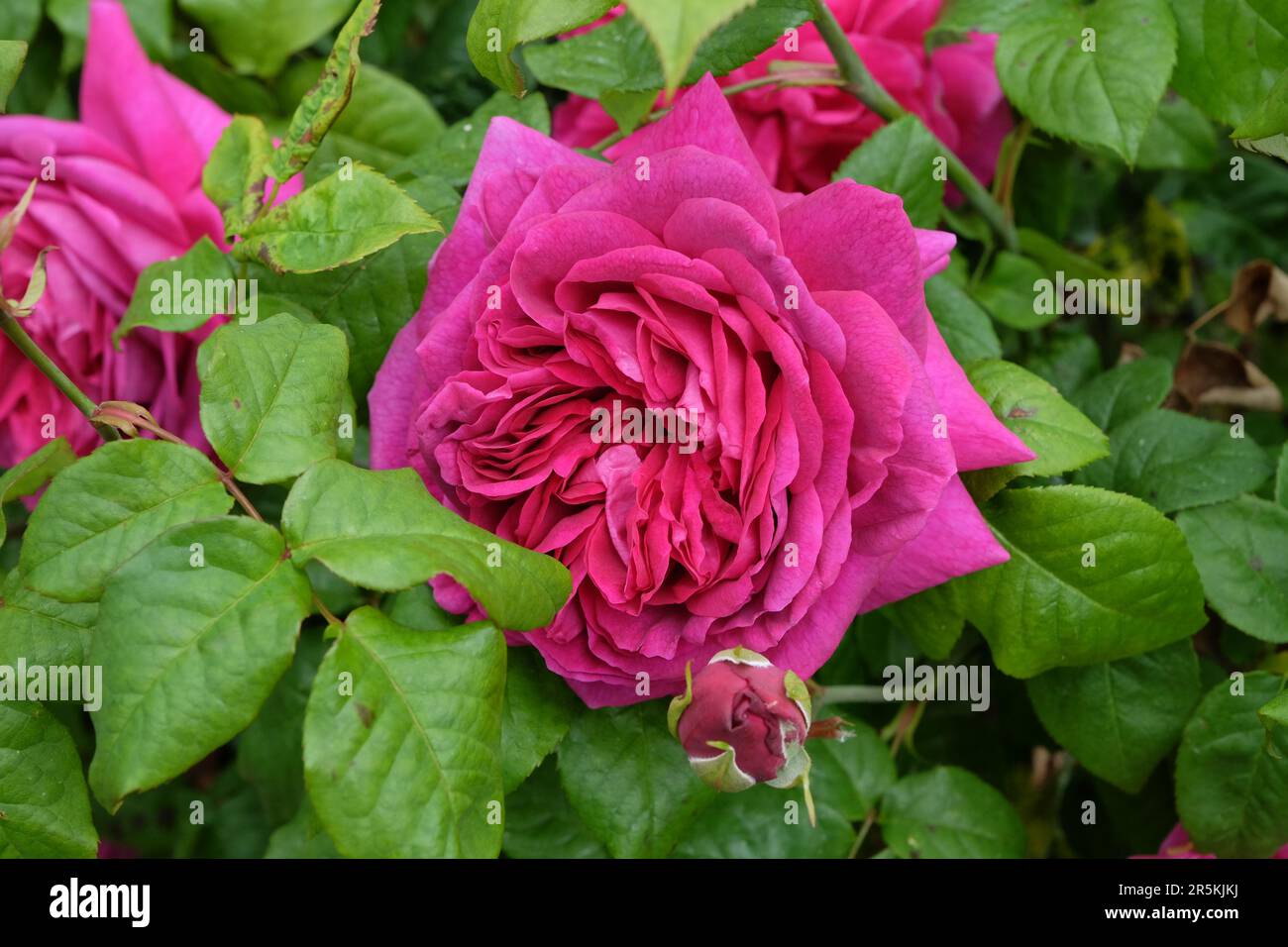 Lycidas hi-res stock photography and images - Alamy