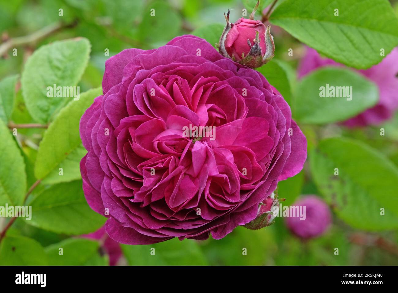 Rosa cardinal de richelieu hi-res stock photography and images - Alamy