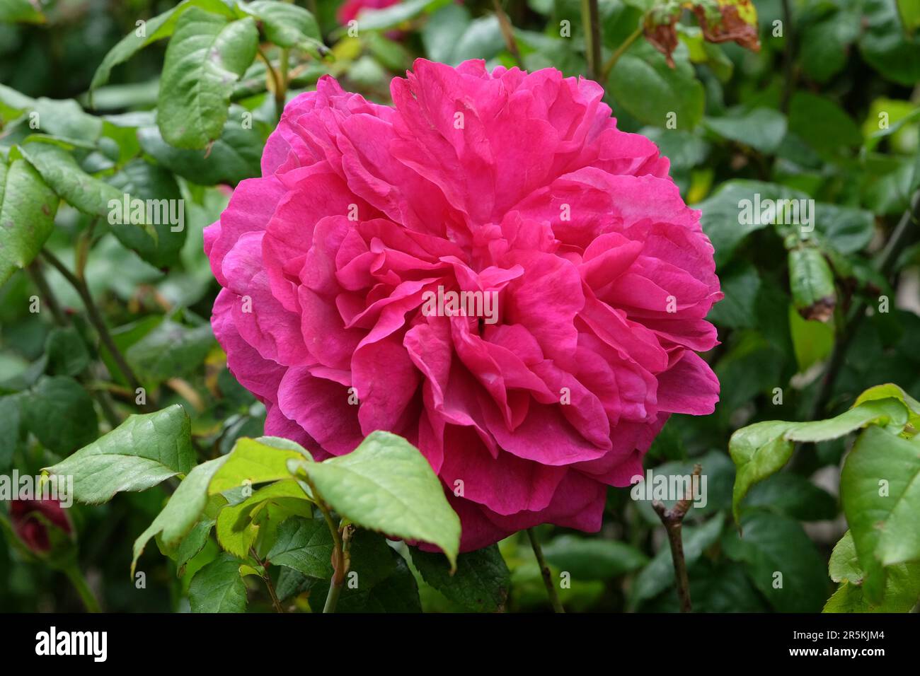 Lycidas hi-res stock photography and images - Alamy