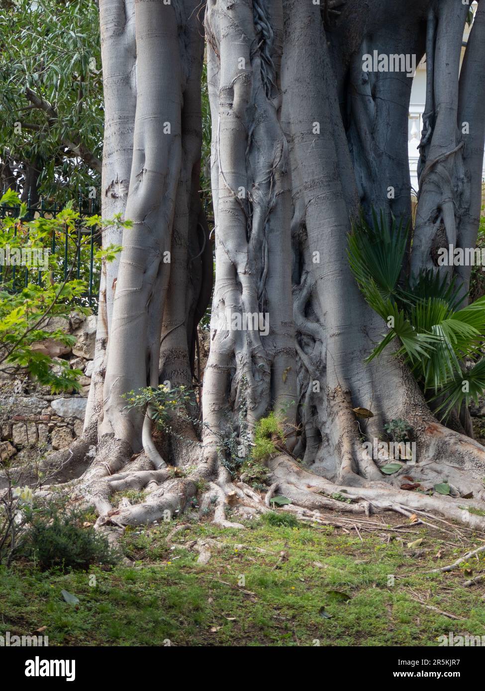 Banyan tree roots in St. Martin Gardens in Monaco City, Monaco Stock ...