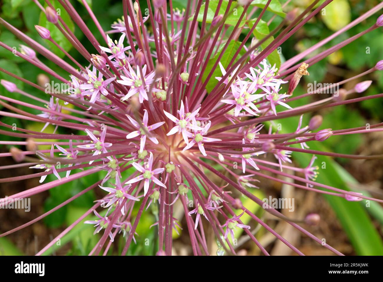 Allium cristophii, the Persian onion or star of Persia in flower Stock ...