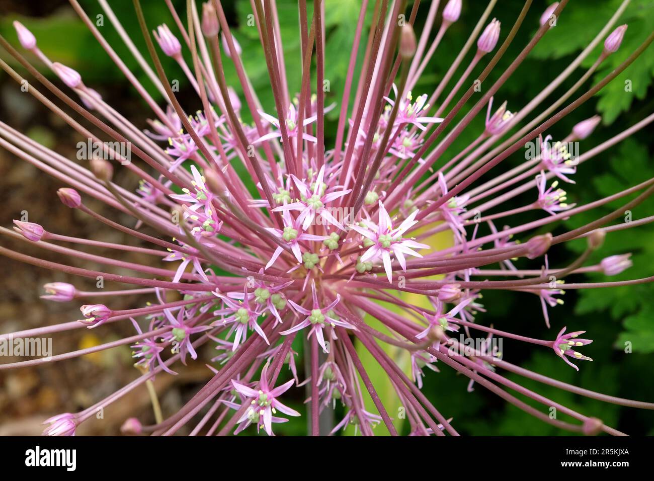 Allium cristophii, the Persian onion or star of Persia in flower Stock ...