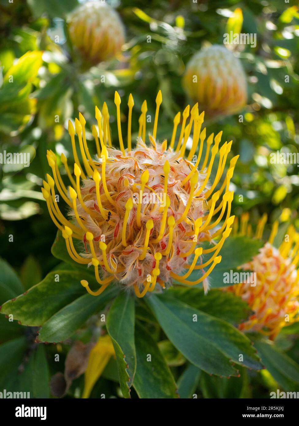 Red protea hi-res stock photography and images - Alamy