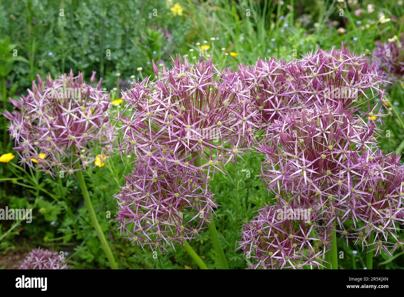 Persian onion blooms hi-res stock photography and images - Alamy