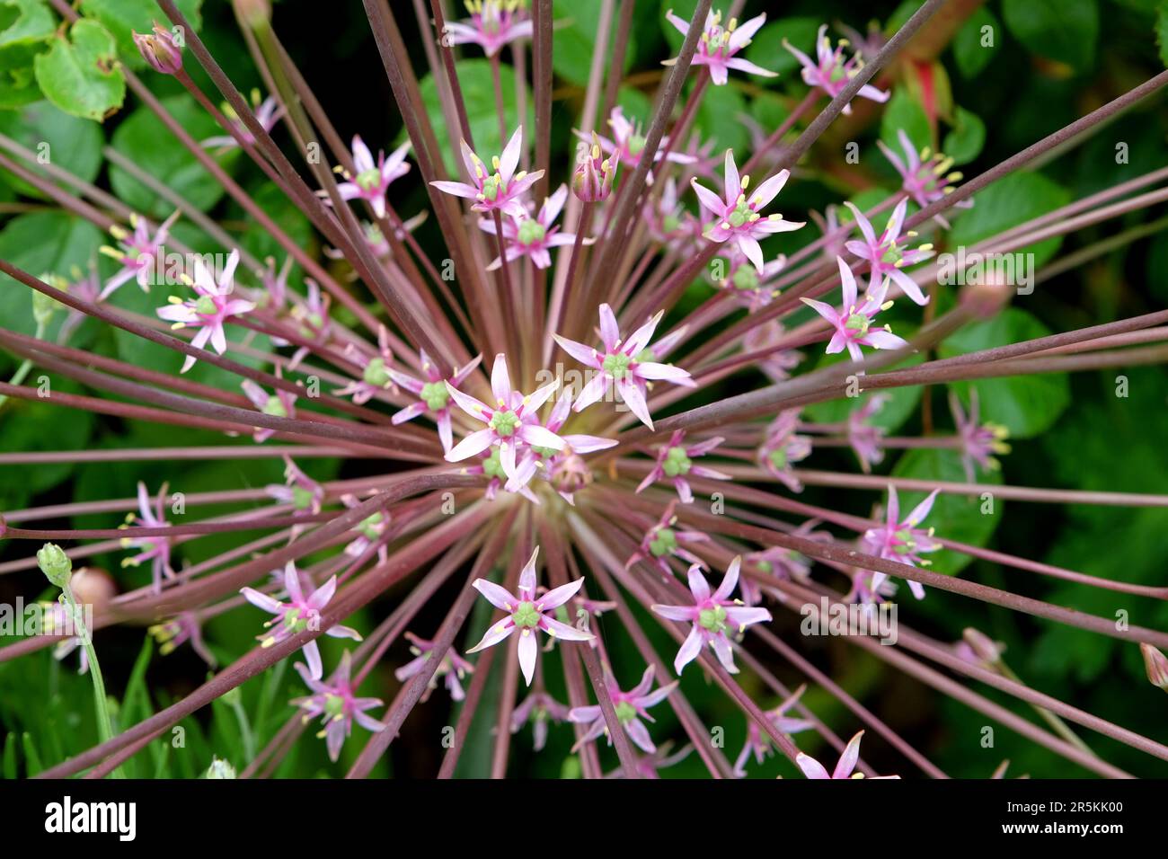 Allium cristophii, the Persian onion or star of Persia in flower Stock ...